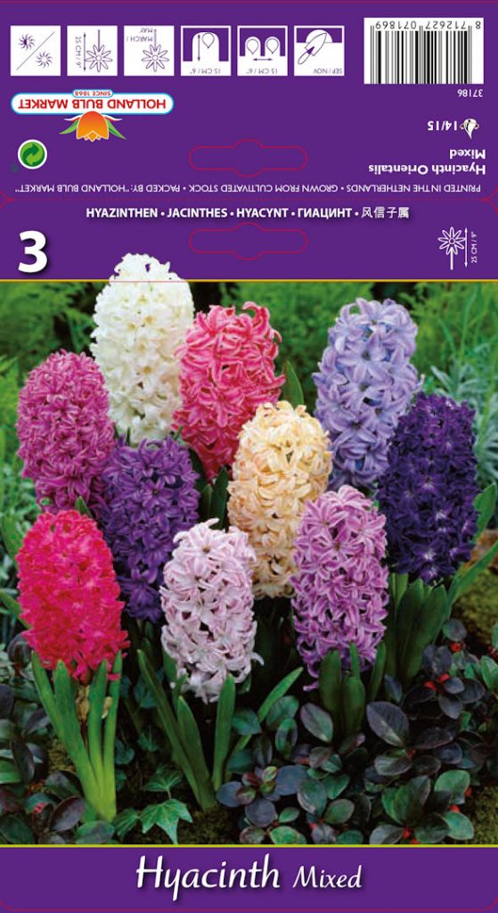 HYACINTH MIXED – Agri vrt