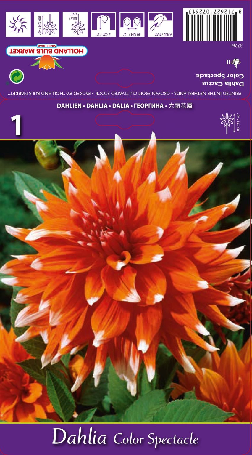 DAHLIA COLOUR SPECTACLE – Agri vrt